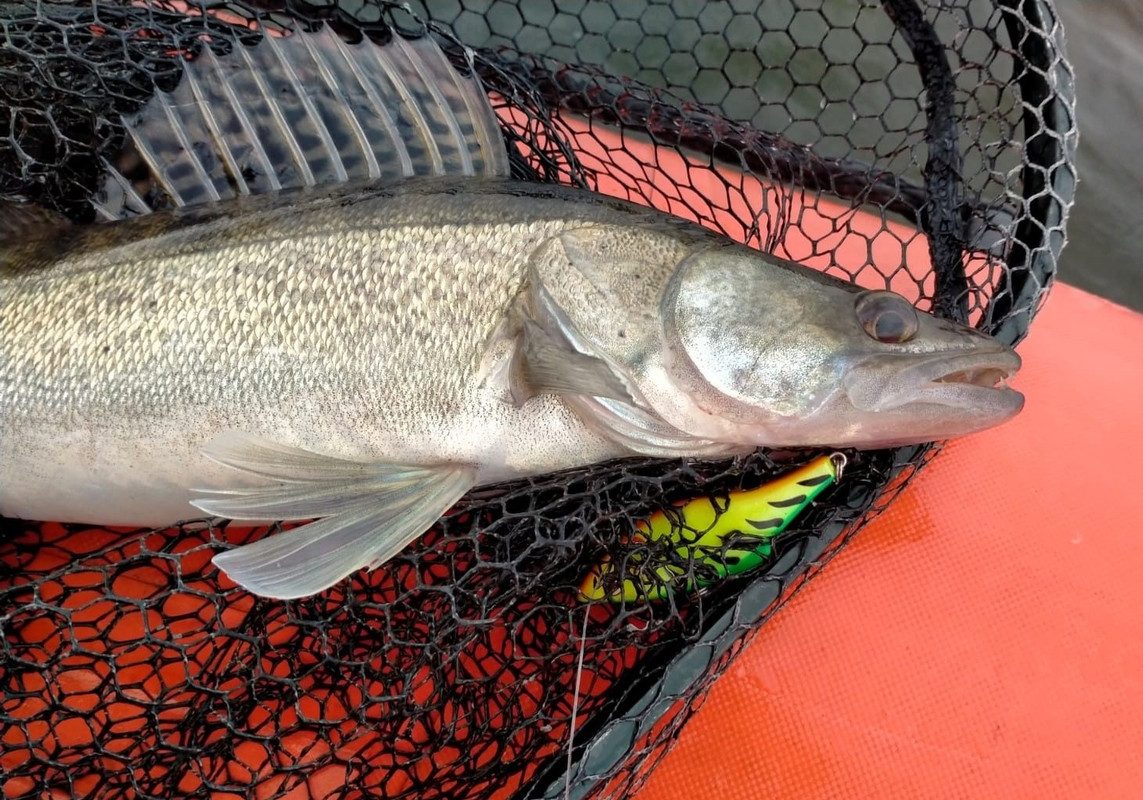 L6 MHh Frp Sw — Postimages