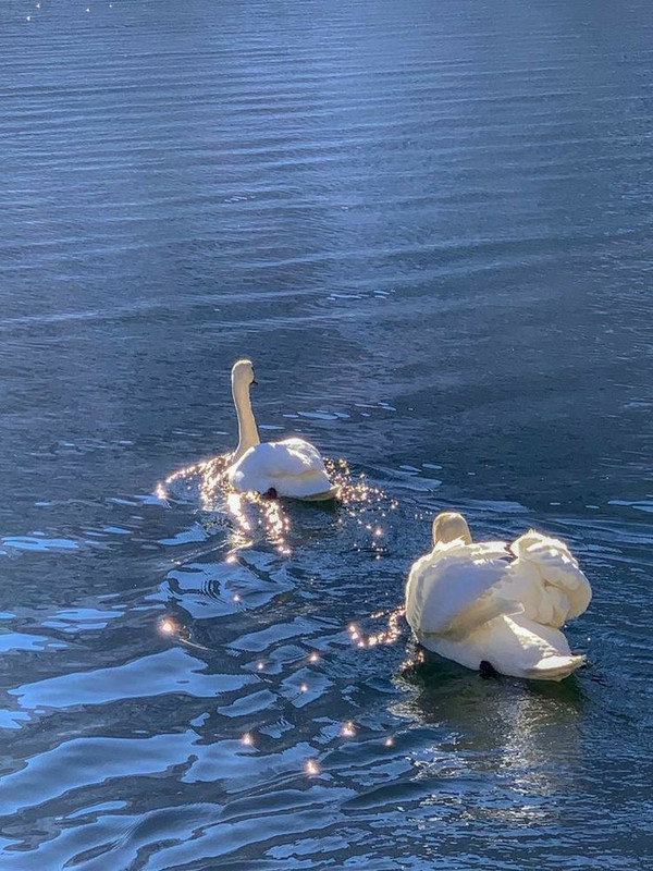 Journal | Layouts | Quotev