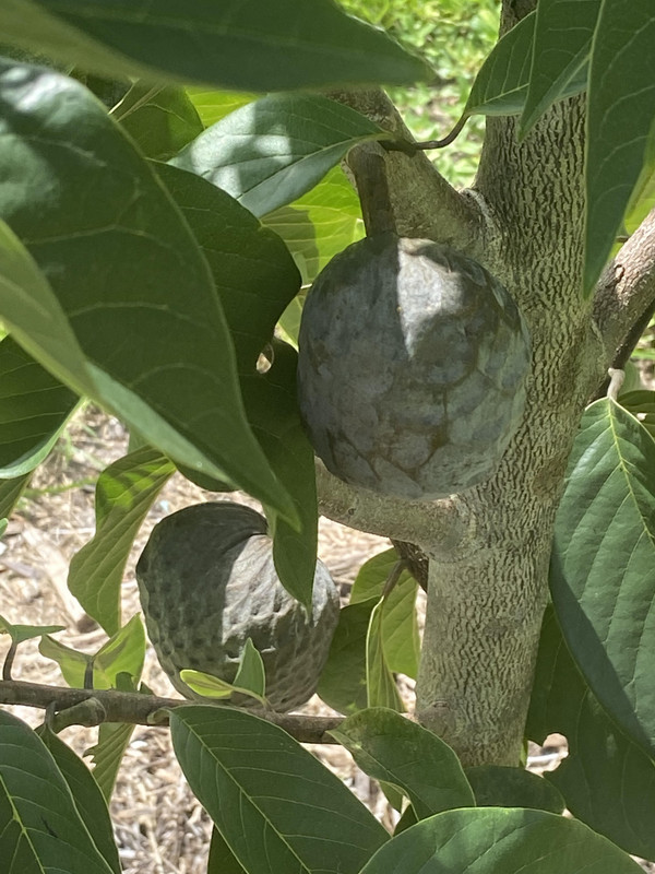 cherilata fruit — Postimages