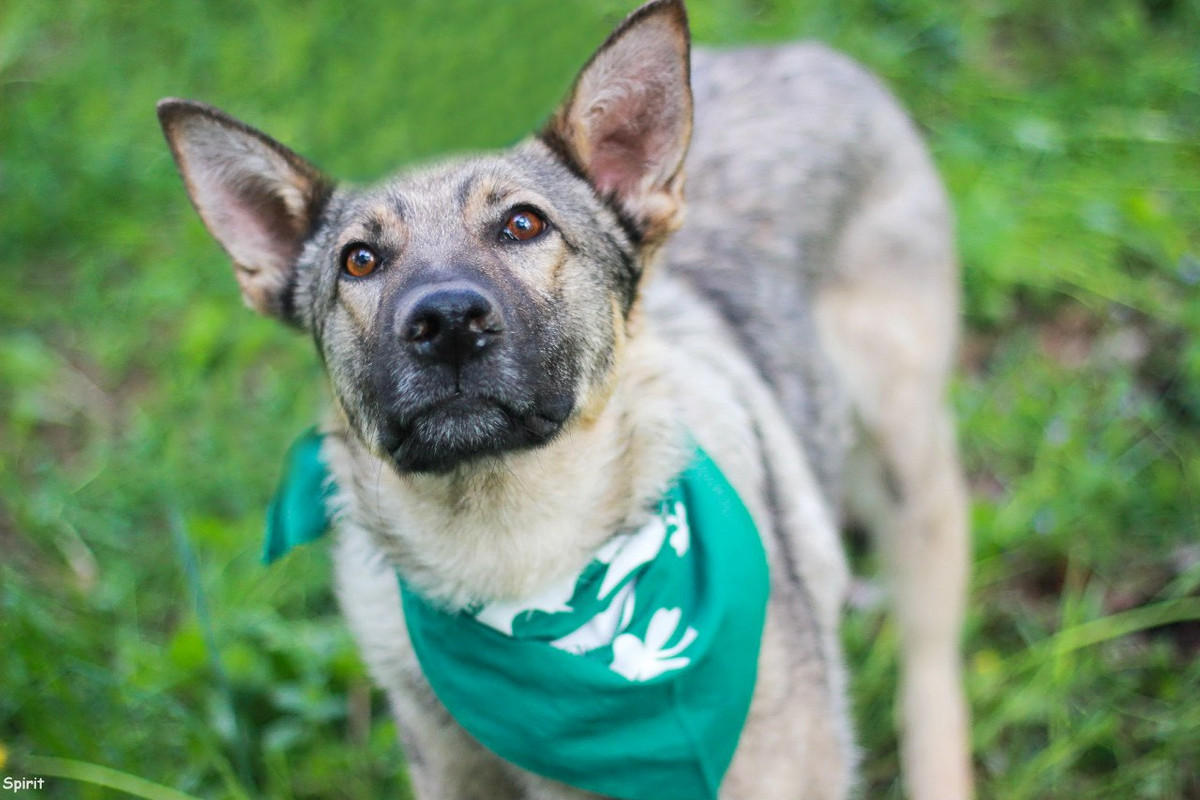 S2271 OBSIi Y — Postimages