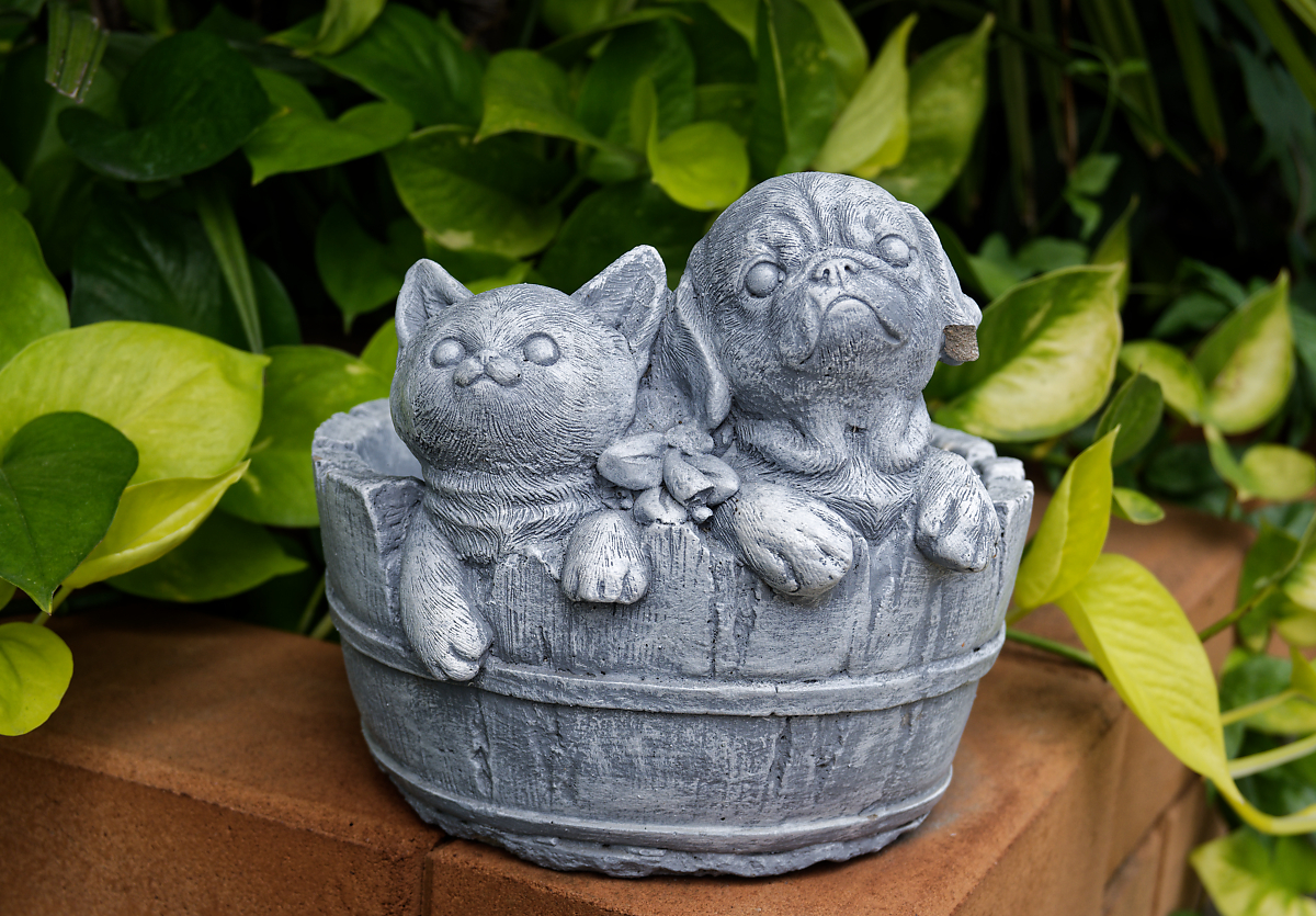 cat&dog — Postimages