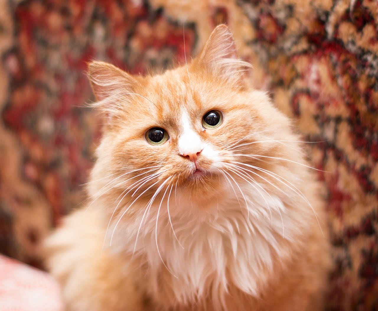 k GGJx Gs CLFM — Postimages