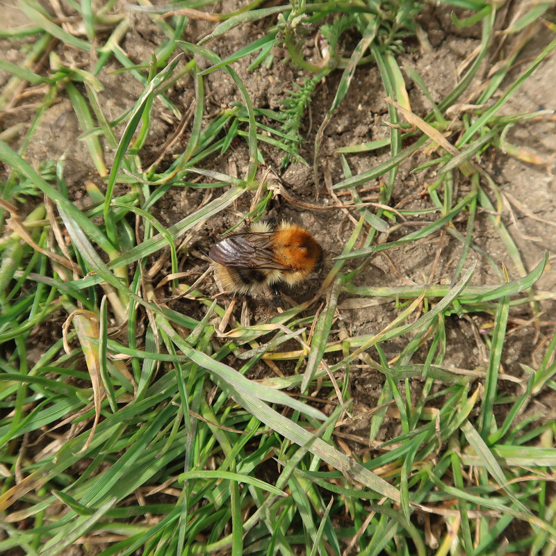Common Carder Bee 006 (2) — Postimages
