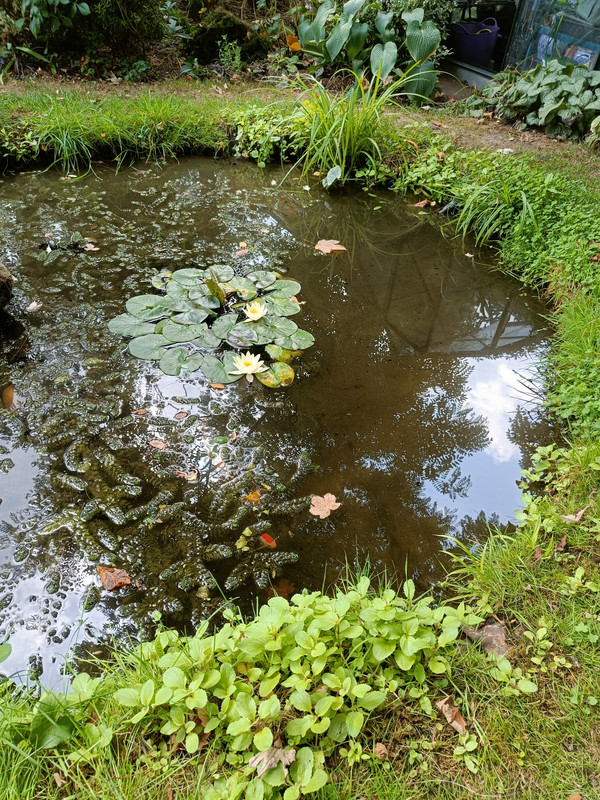 Biofilm help for pond newbies please! - New to Ponds and Fishkeeping ...