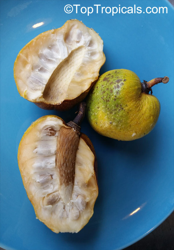 20160712 104903annona golden TA — Postimages