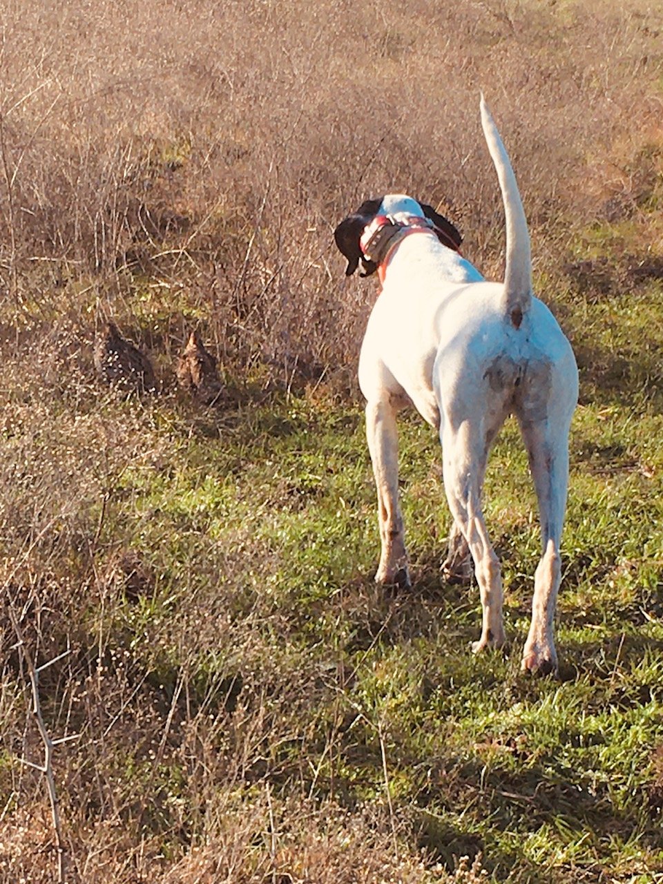 cook a roo — Postimages