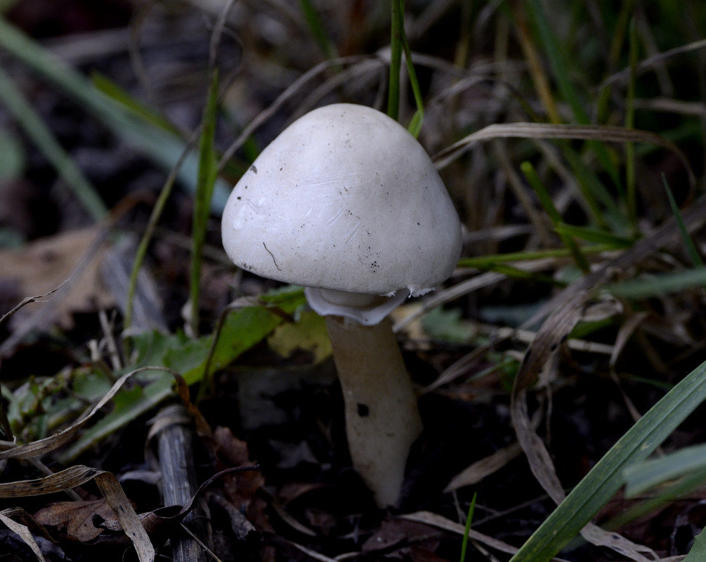 Agaricus arvensis — Postimages