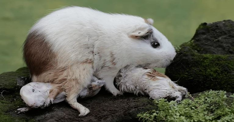 Do Rabbits Lay Eggs or Give Birth? The Truth Revealed - Rabbits Advisor