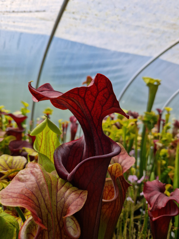 Johny's Sarracenia - Sarracenia - Gesellschaft für Fleischfressende ...