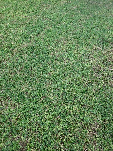 Light green patches in bermuda | Lawn Care Forum