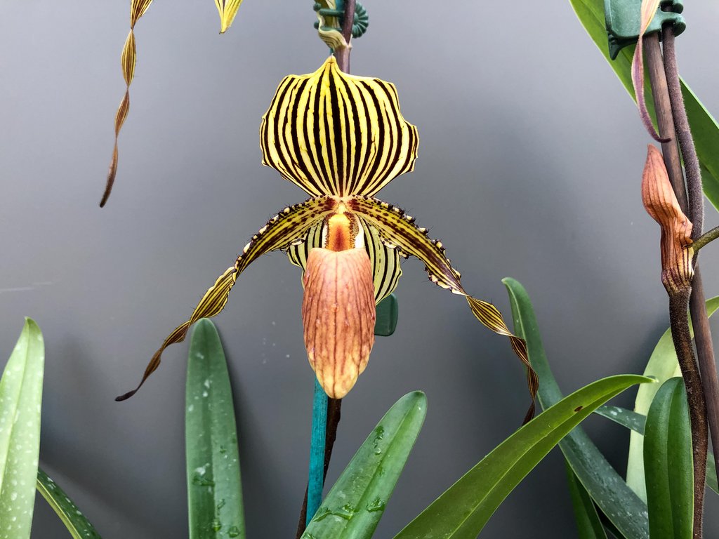 Paph Susan Booths | Slippertalk Orchid Forum