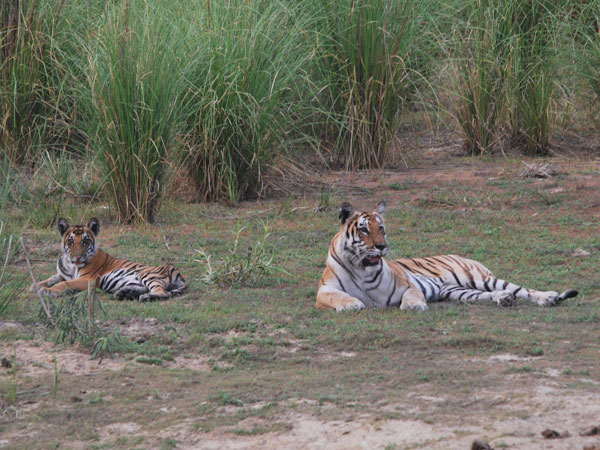 The Terai Tiger