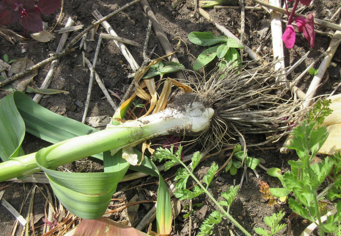 IMG 3975 — Postimages