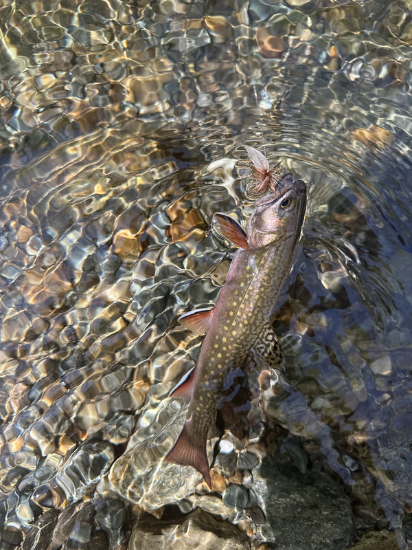 IMG 2253 — Postimages