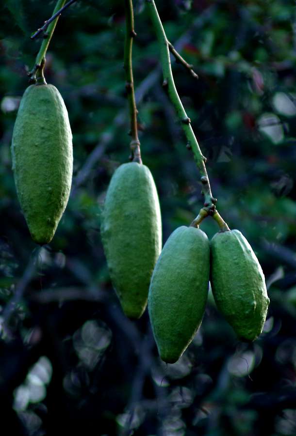 Seed Pods — Postimages