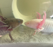 All My Axolotl Photos