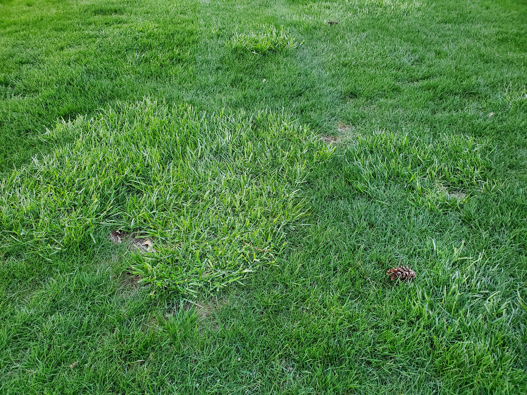 Light colored grasses | Lawn Care Forum