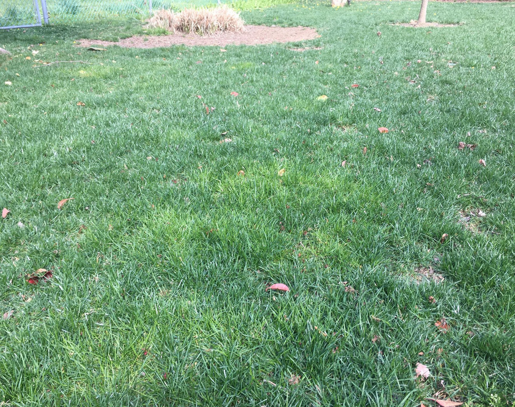 Help with weed ID (Poa Triv?) | Lawn Care Forum