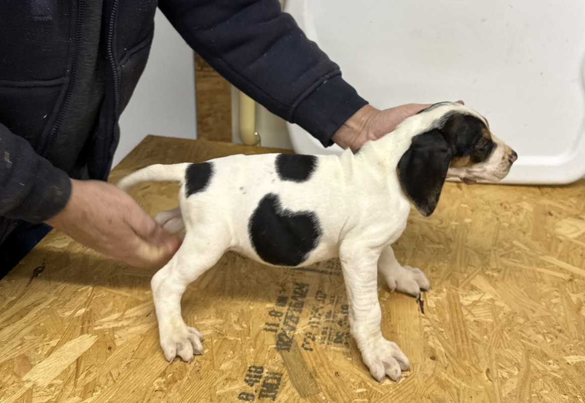 IMG 1392 — Postimages