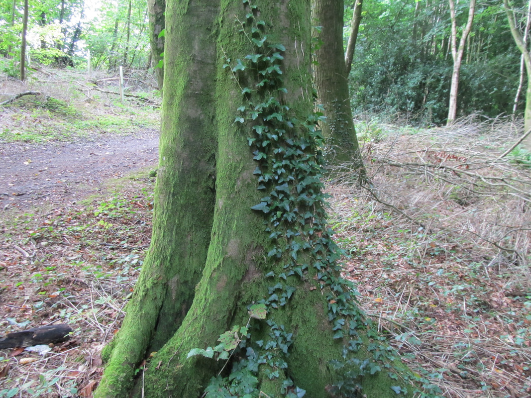 ivy up tree — Postimages