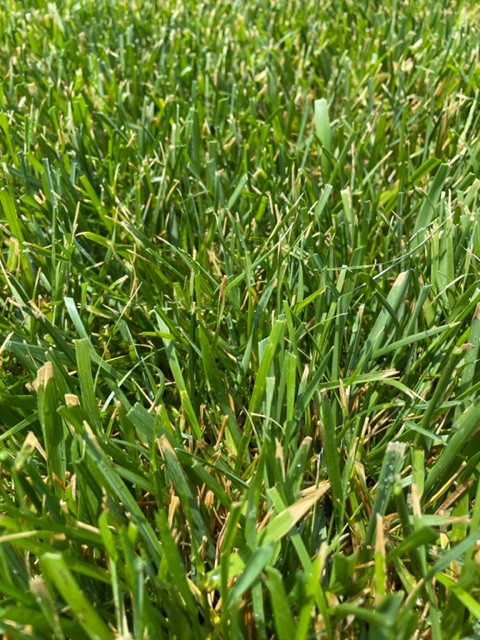 streaks in yard | Lawn Care Forum