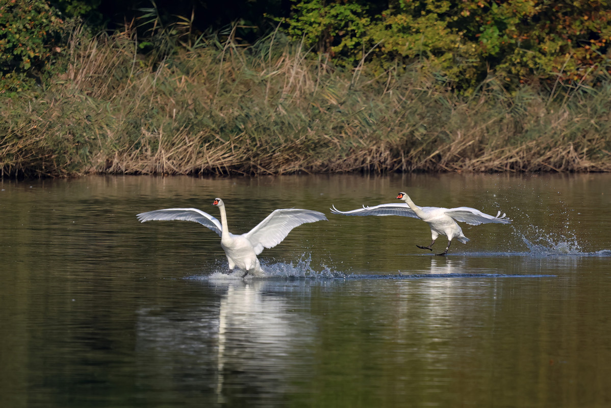 5 E3 A2529 topaz denoise sharpen — Postimages