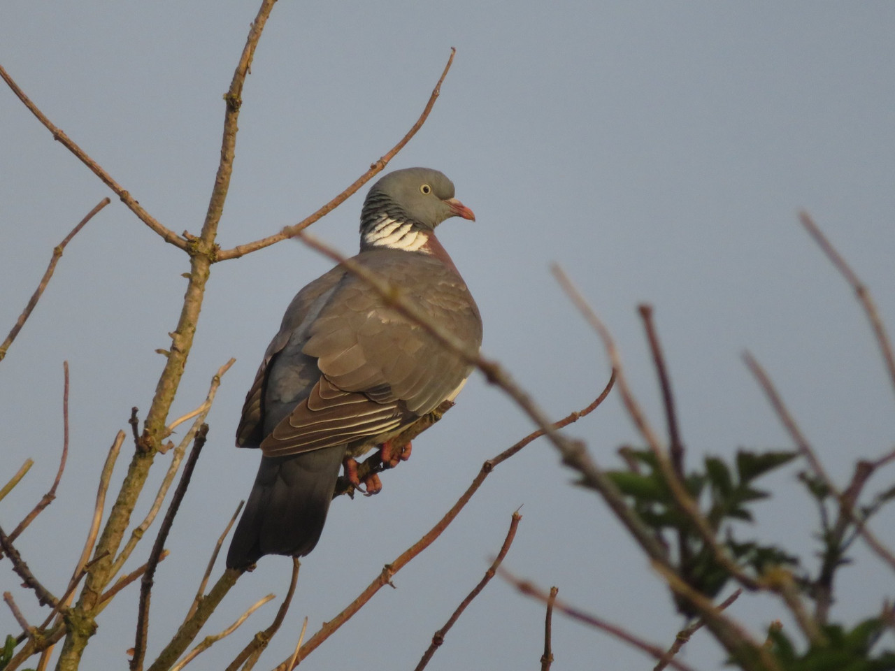 Wood Pigeon | Marnix's Bird Gallery