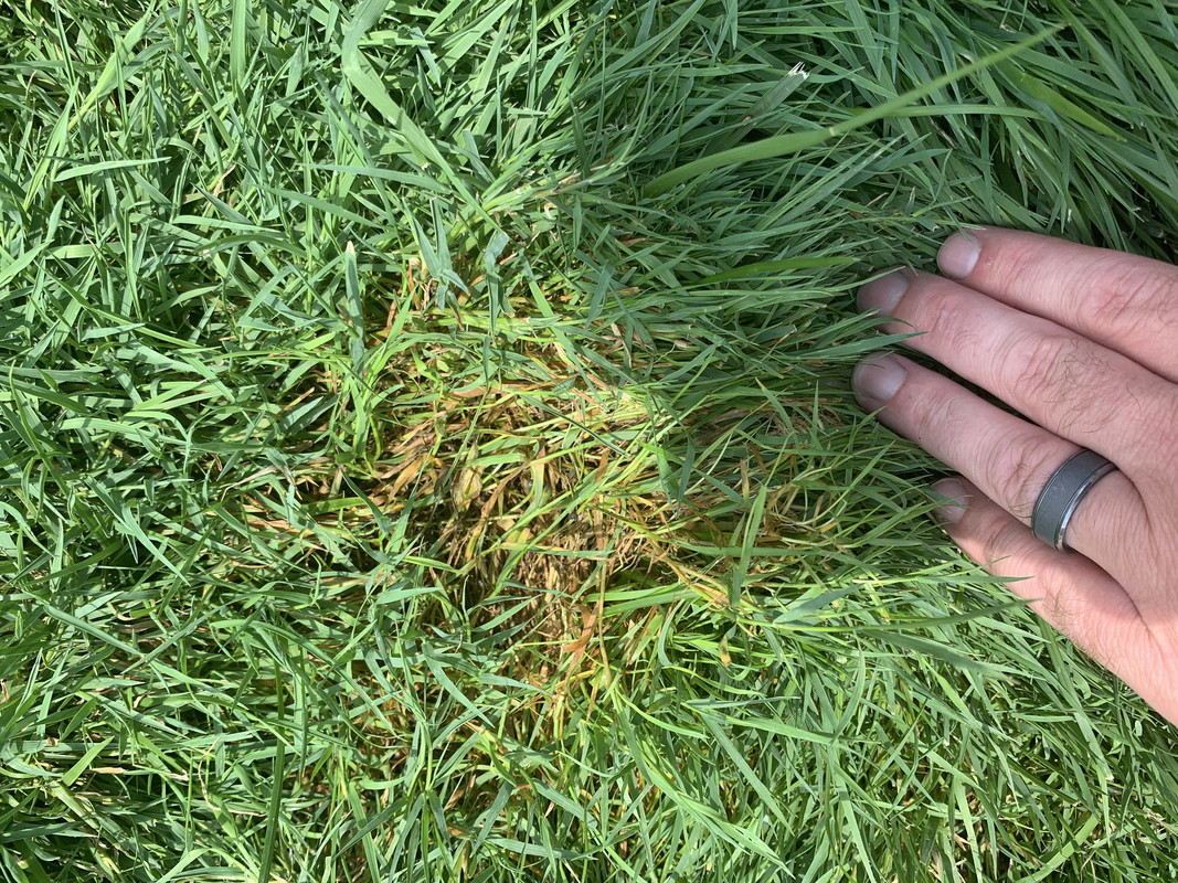 Creeping Bentgrass Identification
