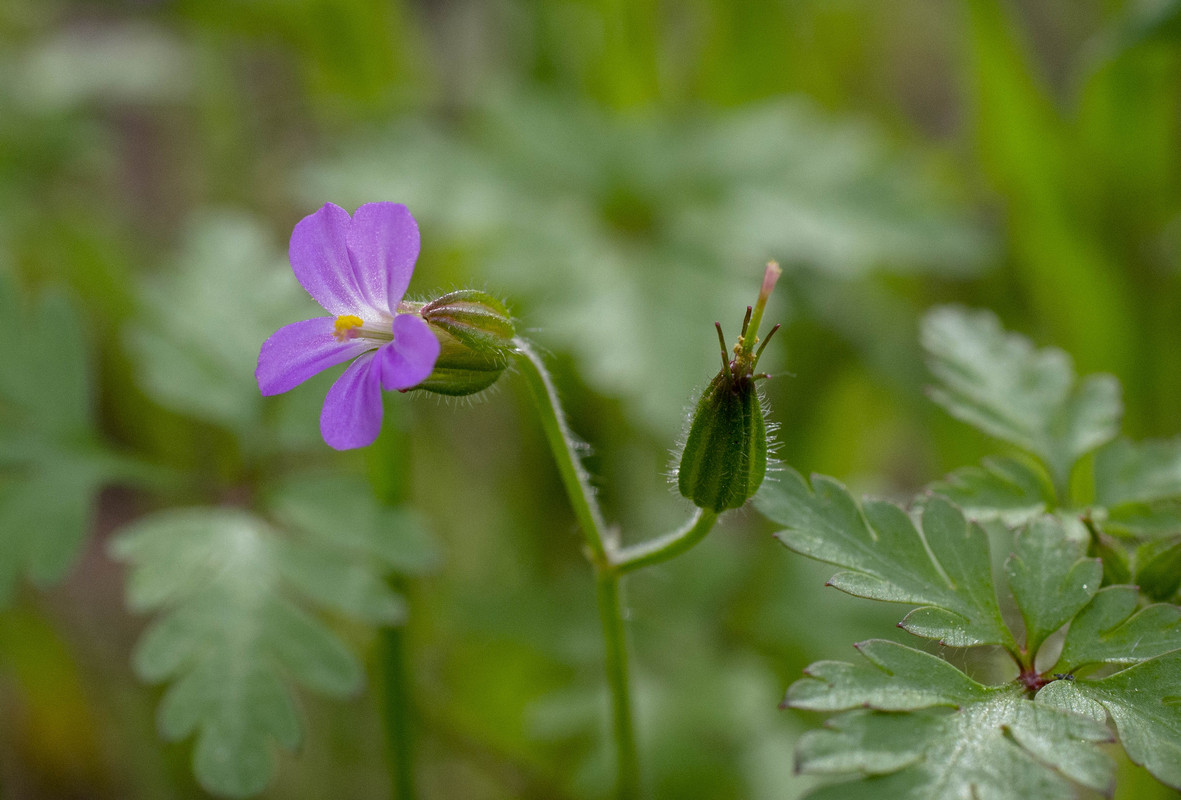 IGP0906 foro — Postimages