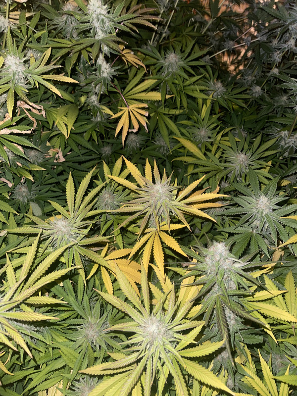 IMG 1666 — Postimages