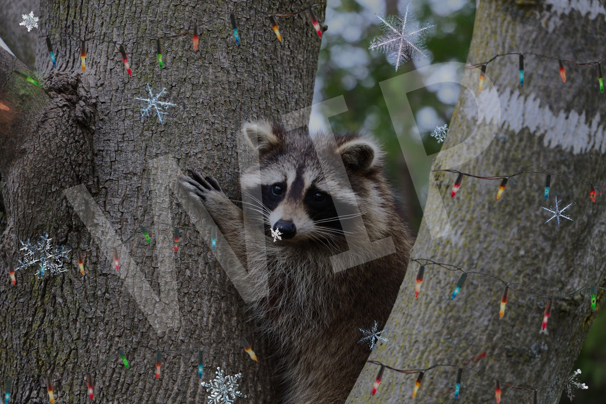 temporary — Postimages