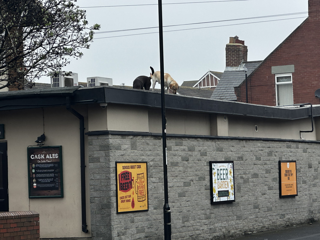 IMG 0539 — Postimages