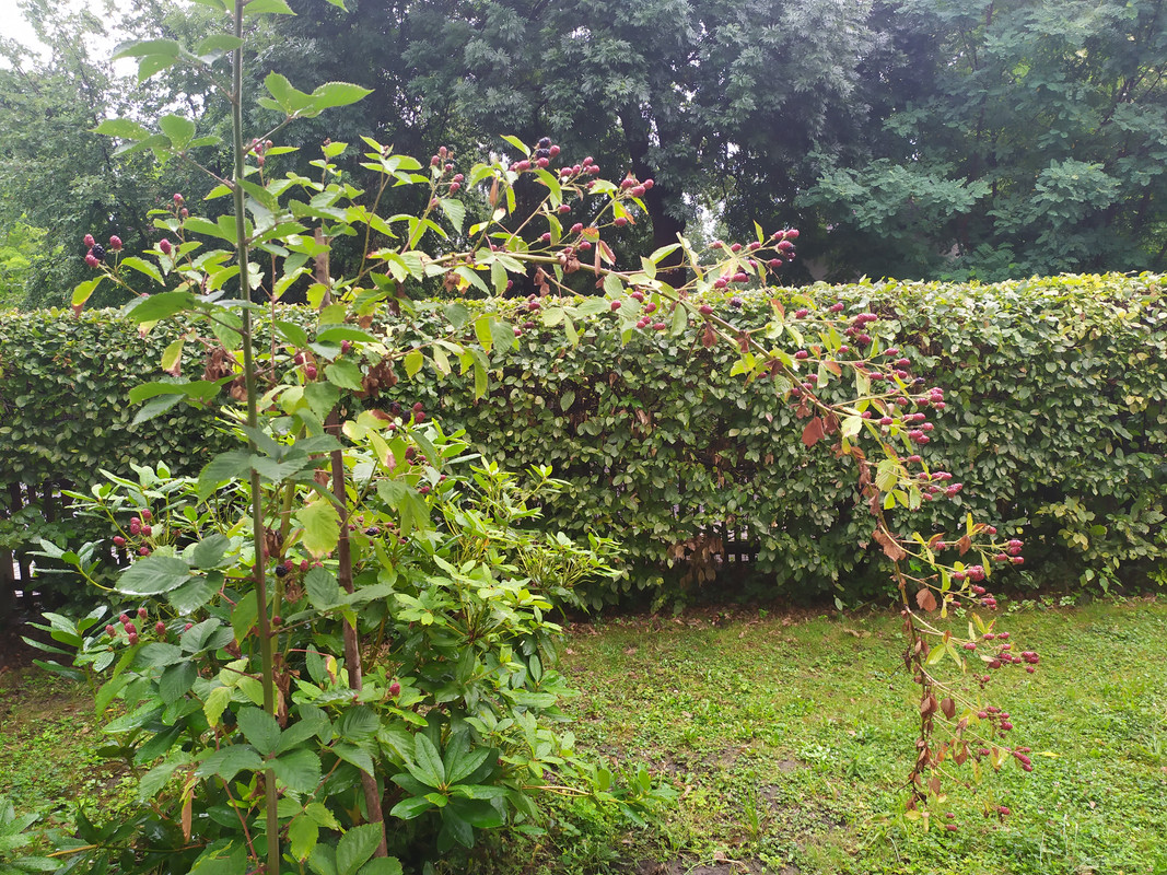 IMG 20230806 160947 — Postimages