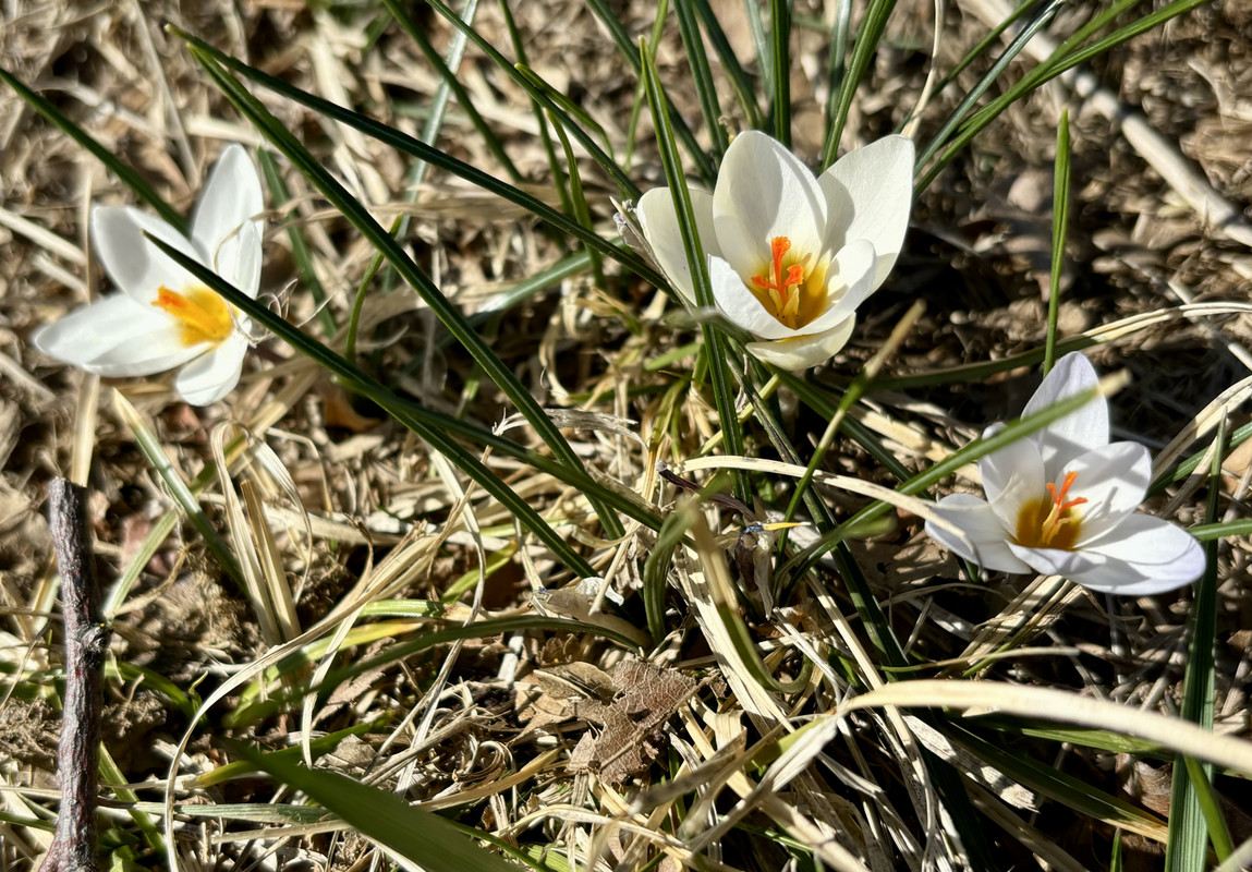 Sunny today and 69 degrees. Crocuses came out - Democratic Underground Forums