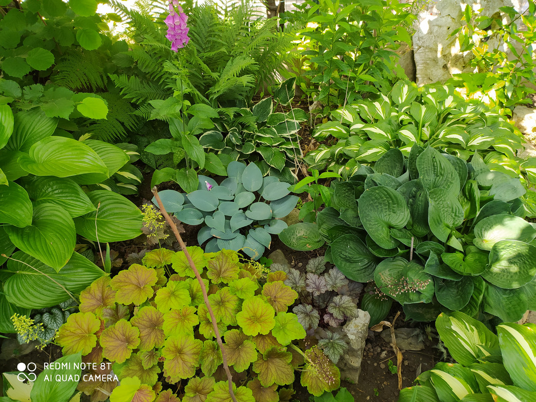 Хоста /Hosta /Функия - Страница 98 - Форум HobbyKafe.com