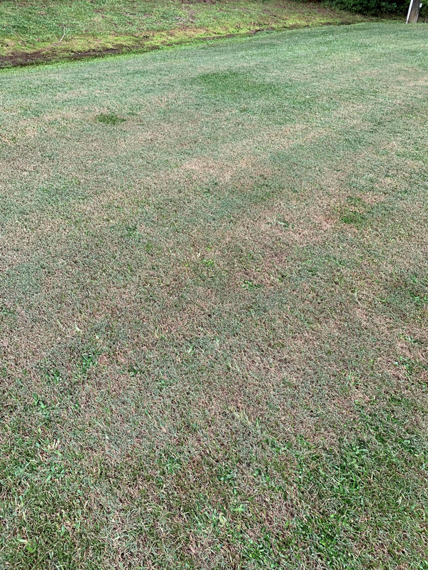 grass — Postimages