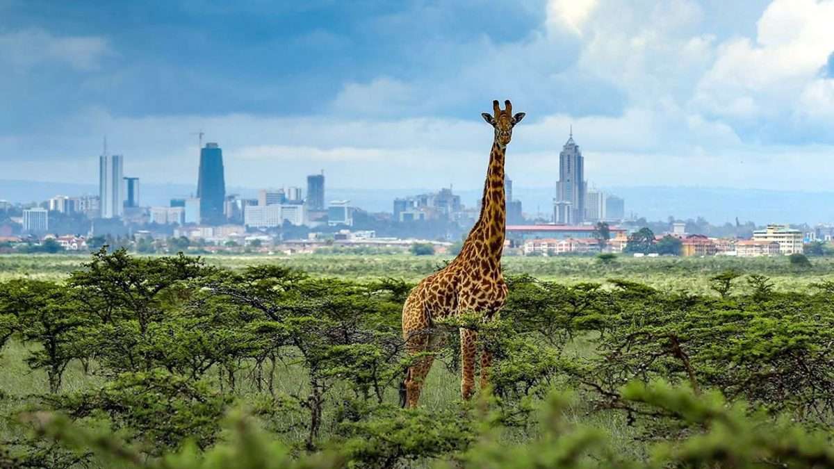 Karibu Kenya, Book your dream safari : African Grand Expeditions