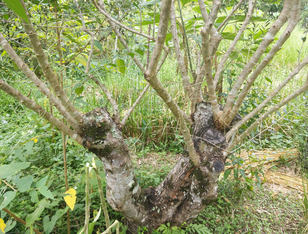 Imagepipe 1158 — Postimages