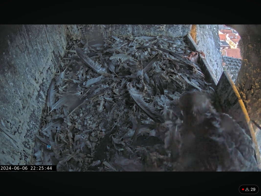 IMG 1529 — Postimages