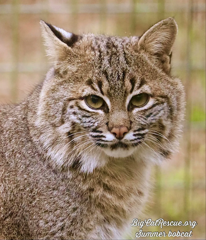 bobcat — Postimages
