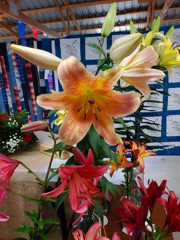 peach lily fair — Postimages