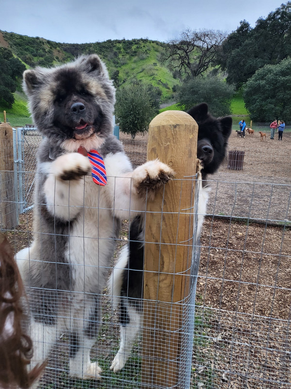 OT: Let's see some pics of your pups