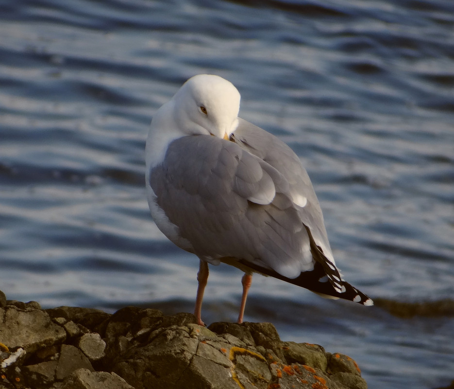 HERRING GULL 36 030524 — Postimages
