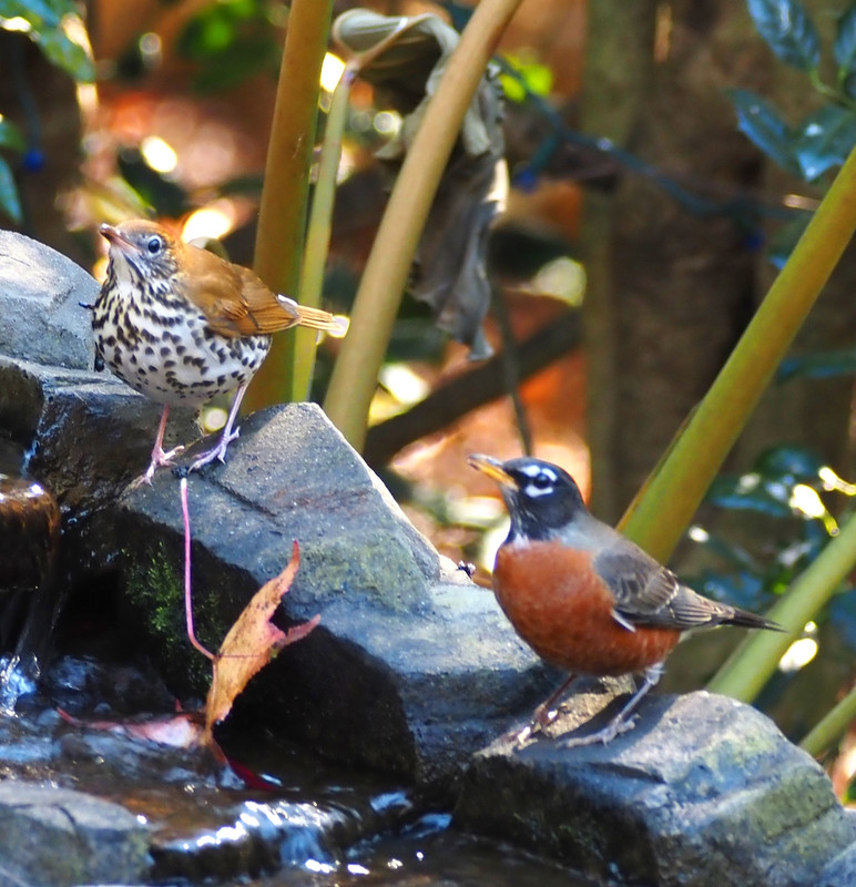UpState Bird hunting - The Amphitheatre Forum - TigerNet