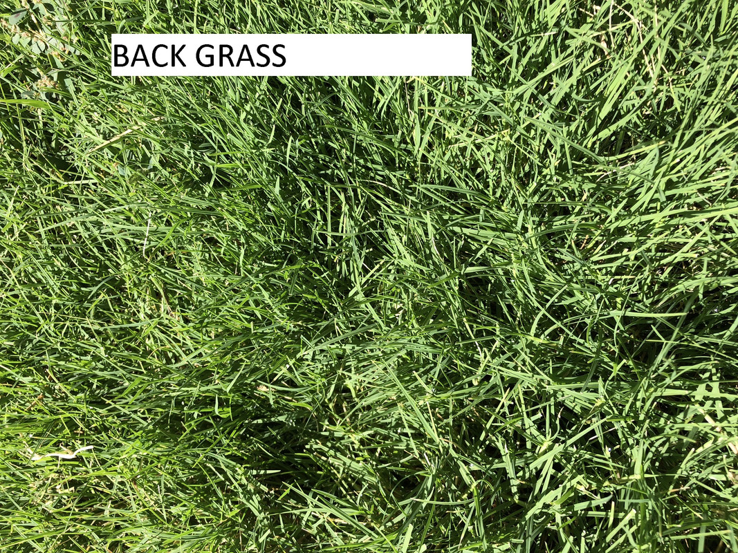 BACKYARD GRASS 1 A — Postimages