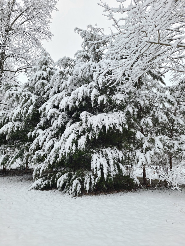 snow1 — Postimages