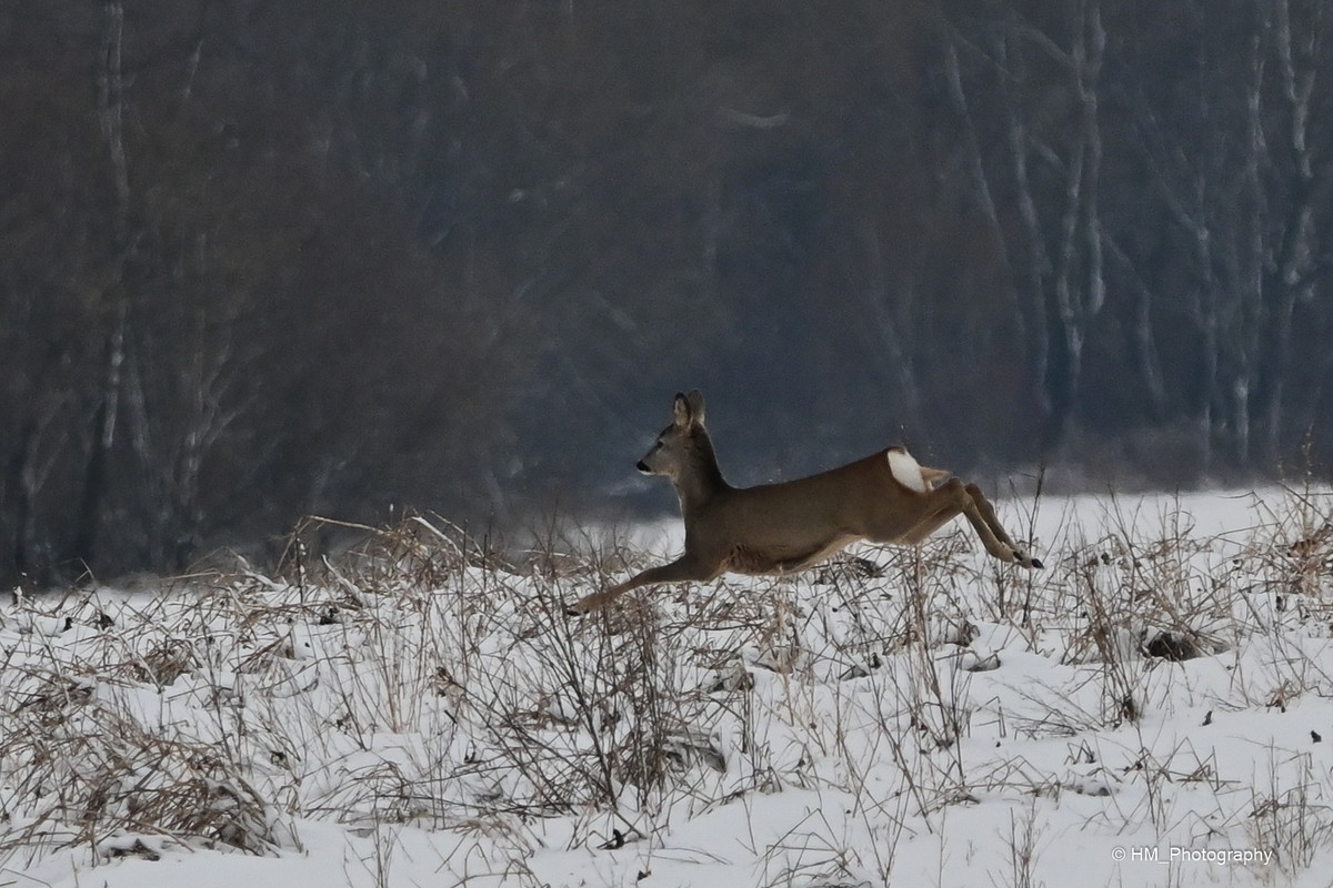 HM1 2186 — Postimages