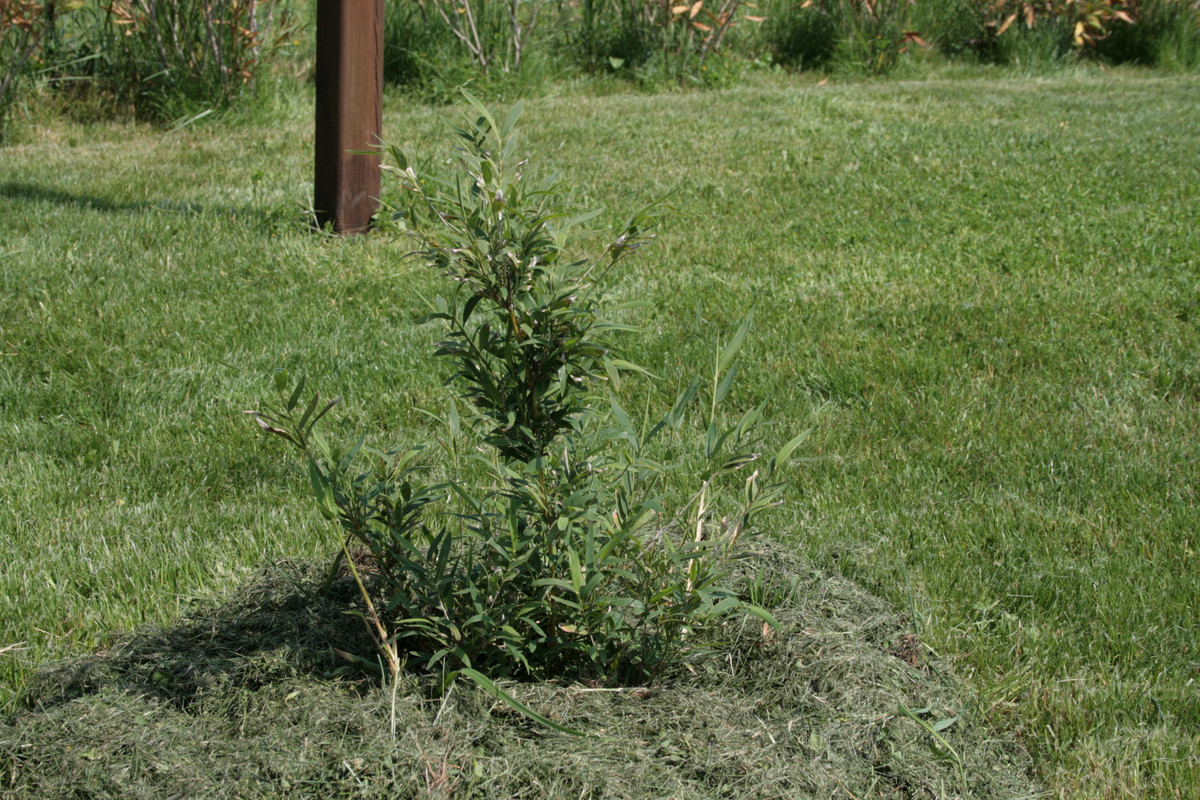 IMG 6765 — Postimages