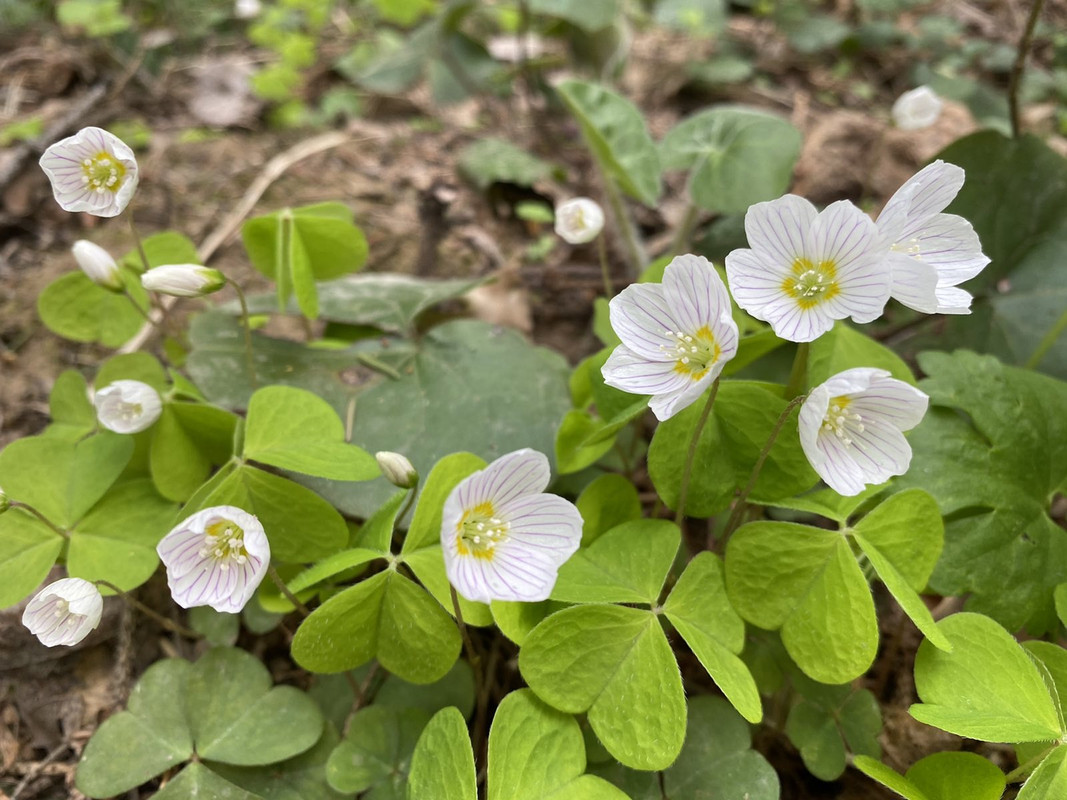 6 DB79560 864 E 4 A5 B 8 D86 0916 D63 F48 D3 — Postimages