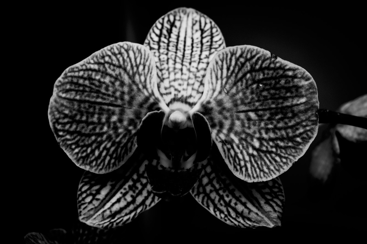 Just and Orchid Flower - PentaxForums.com